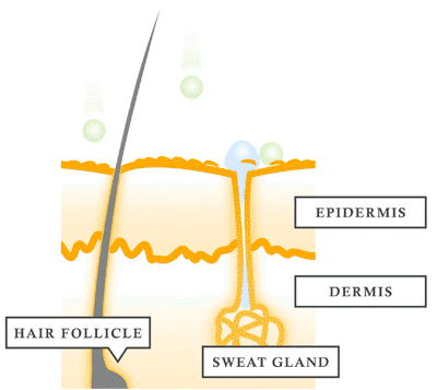 Sweat Ducts 1 | Goodness Care